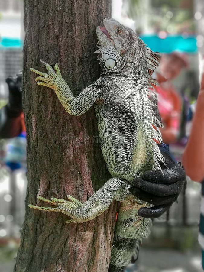 Iguana stock photo. Image of iguana, animal, tree, tropical - 136274390