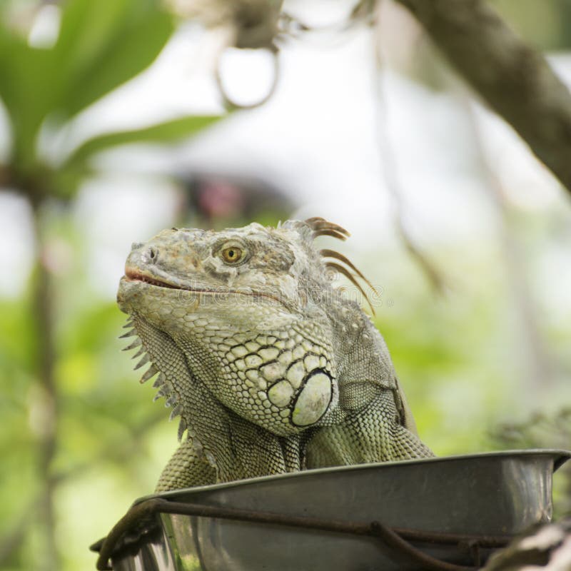 Iguana on a tree stock image. Image of tropic, spikes - 10205385