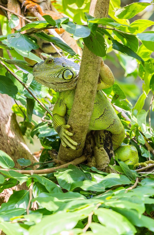 Green Iguana On The Tree In The Zoo, Thailand Stock Photo - Image of ...