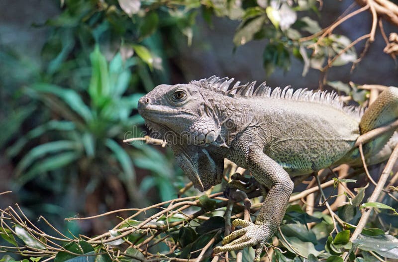 Iguana on the tree stock image. Image of wildlife, animals - 261781277