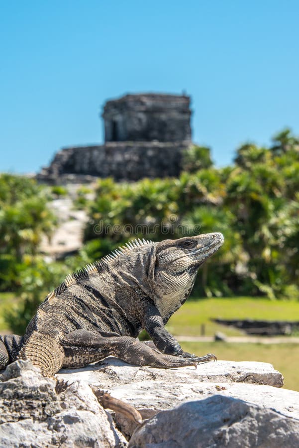 Iguana at Tulum Mexico stock image. Image of mexico, ancient - 38119193