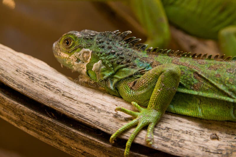 Iguana verde imagen de archivo. Imagen de reptil, terrario - 21913771
