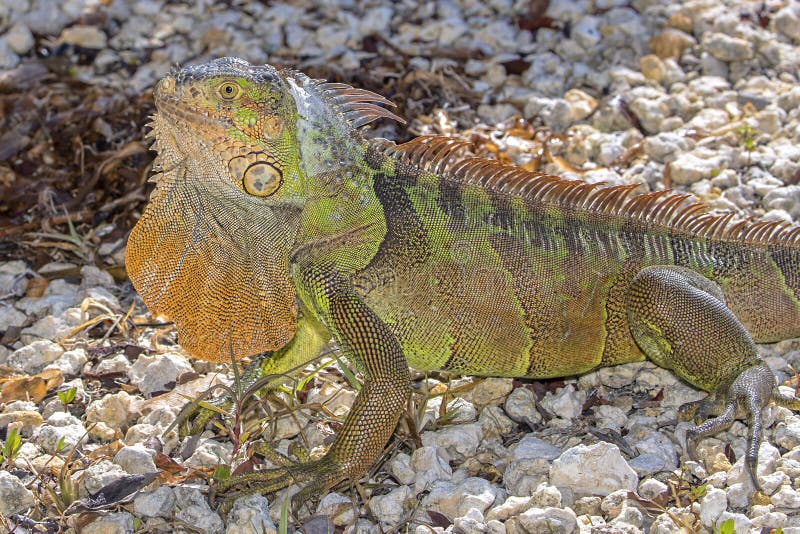 Iguana verde foto de archivo. Imagen de florida, salvaje - 43408646