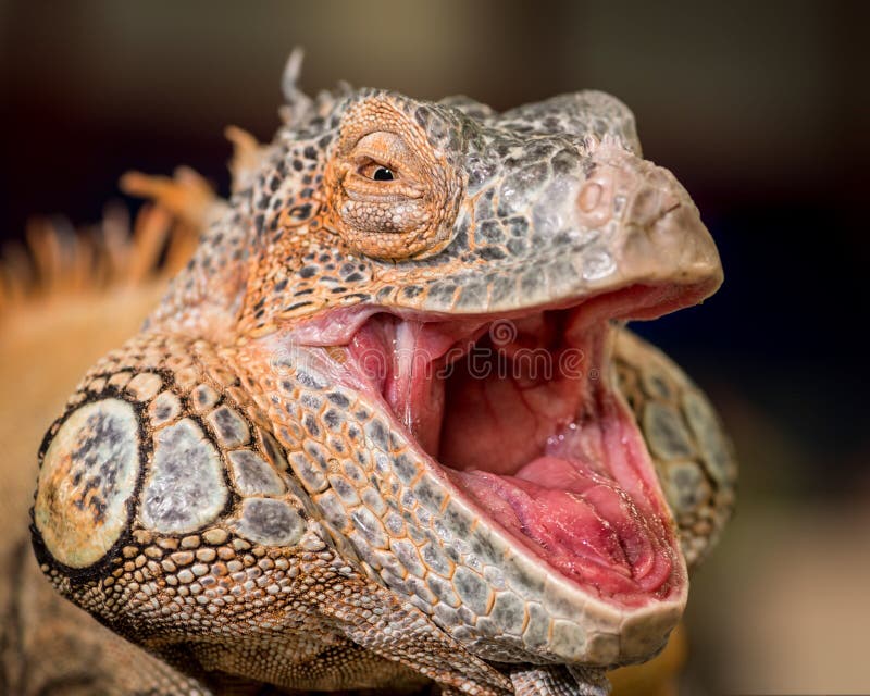 Iguana vermelha imagem de stock. Imagem de iguana, ptil - 135794723