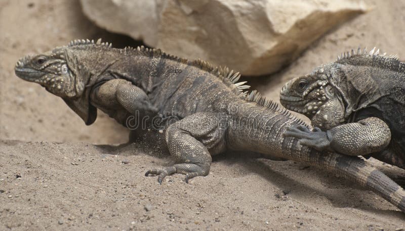 Iguana stock photo. Image of shape, send, couple, vertebrate - 29939908