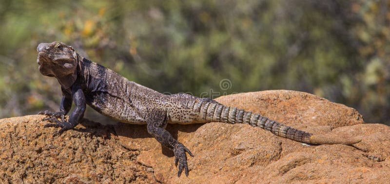 Iguane à queue épineuse image stock. Image du animal - 236157123