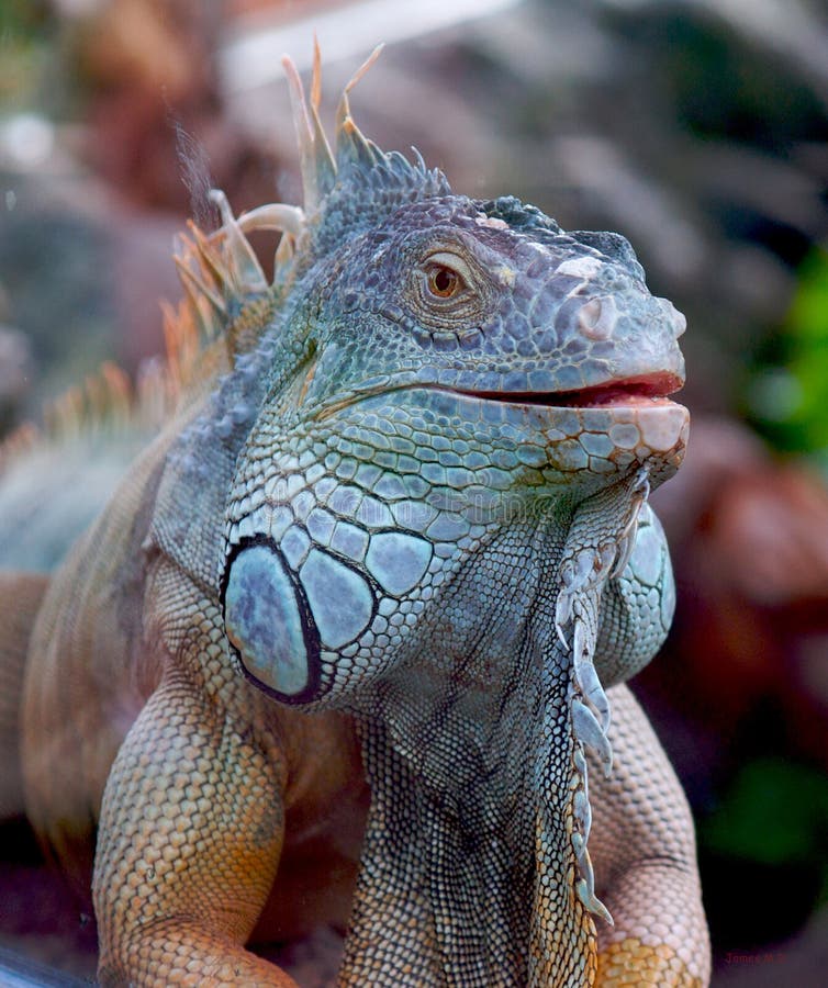 Oeil d'iguane image stock. Image du iguane, details, nature - 12622019