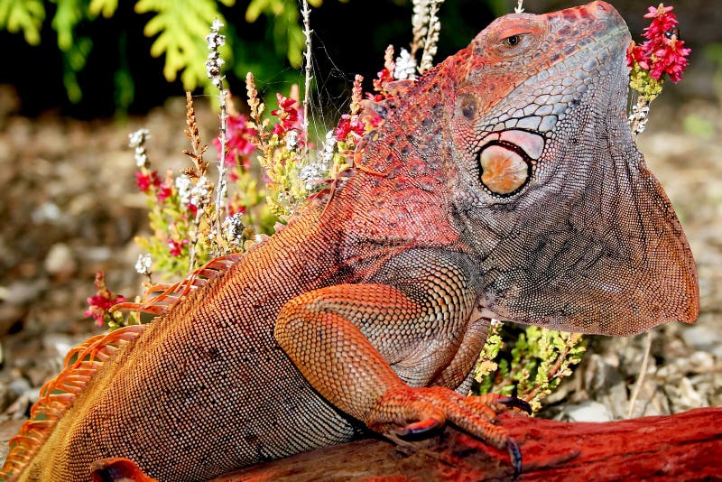 Peau Changeante D'iguane, La Floride Photo stock - Image du nature ...
