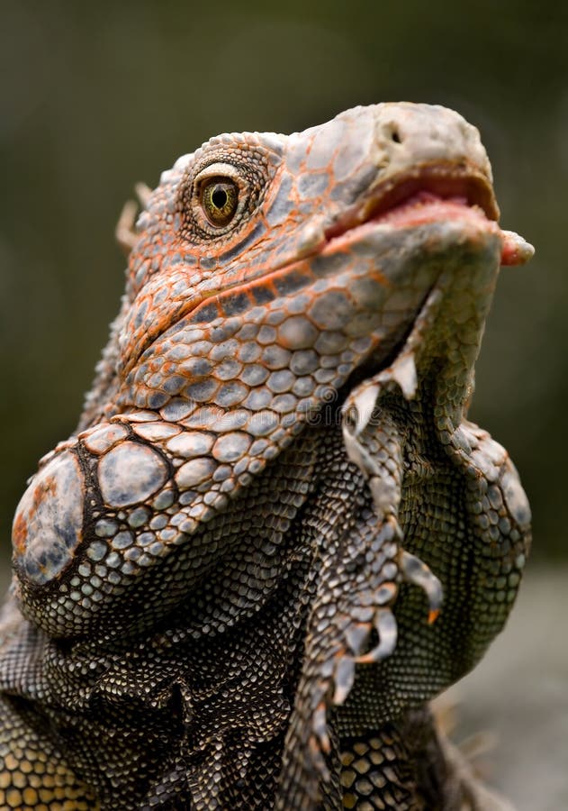 Iguane photo stock. Image du nature, tête, fermer, iguane - 3404960