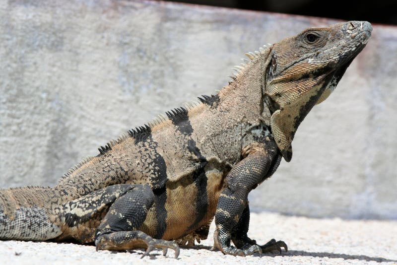 Famille d'iguane photo stock. Image du iguanes, animal - 40684240