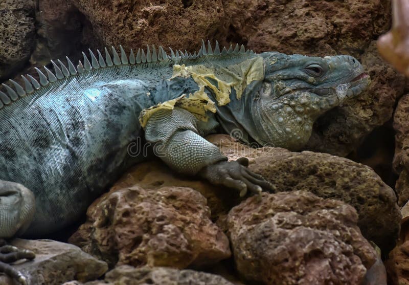 Iguane photo stock. Image du brun, rampant, beau, loisirs - 74652090