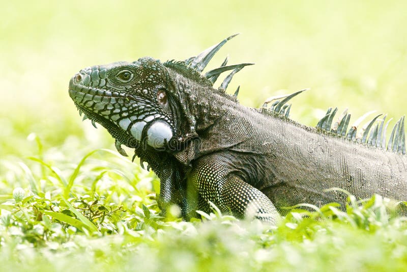 Famille d'iguane photo stock. Image du iguanes, animal - 40684240