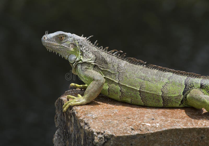 Iguane Se Reposant Sur Les Roches Photo stock - Image du marin, roches ...