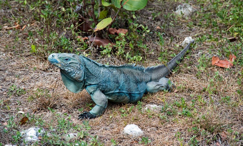 Iguane bleu photo stock. Image du caïman, lézard, rare - 19054794