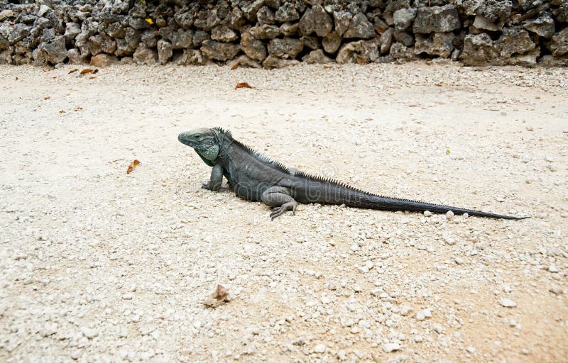 Iguane bleu photo stock. Image du faune, créature, espèces - 19800572