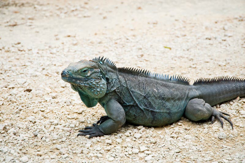 Iguane bleu photo stock. Image du faune, créature, espèces - 19800572