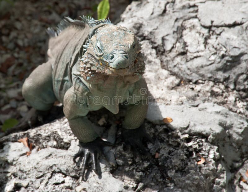 Iguane bleu photo stock. Image du faune, créature, espèces - 19800572