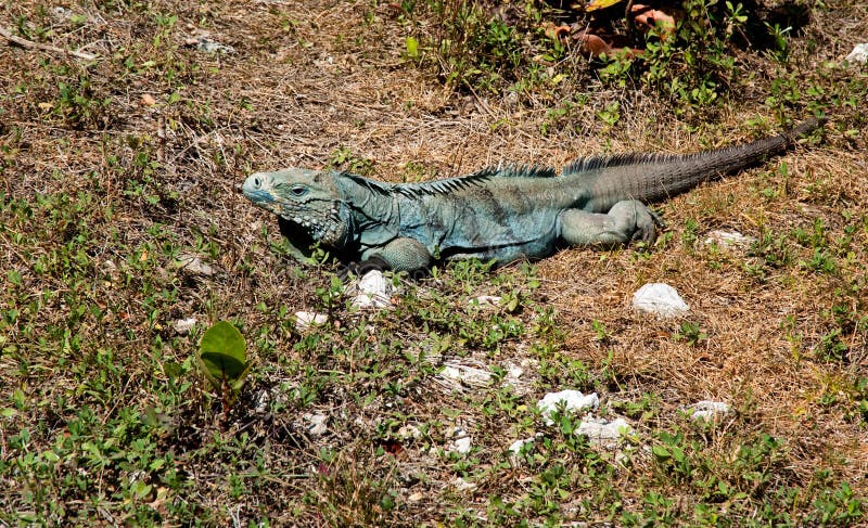 Iguane bleu photo stock. Image du faune, créature, espèces - 19800572