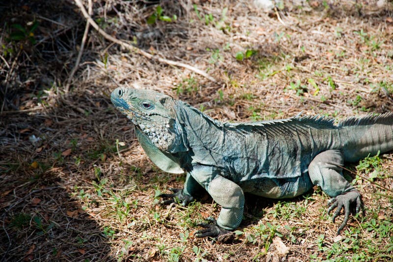 Iguane bleu photo stock. Image du faune, créature, espèces - 19800572