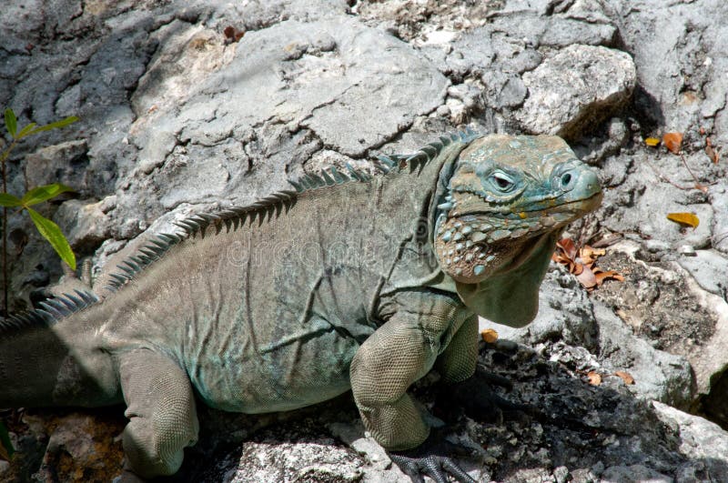 Iguane bleu photo stock. Image du caïman, lézard, rare - 19054794