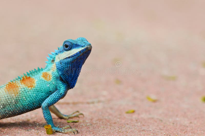 Iguane bleu photo stock. Image du faune, créature, espèces - 19800572