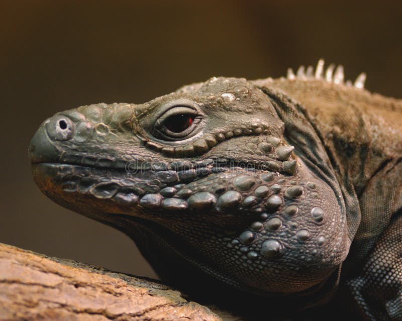 Iguane bleu image stock. Image du échelle, tropical, prédateur - 12675357