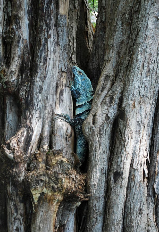 Iguane bleu photo stock. Image du grand, amérique, arrière - 35628390