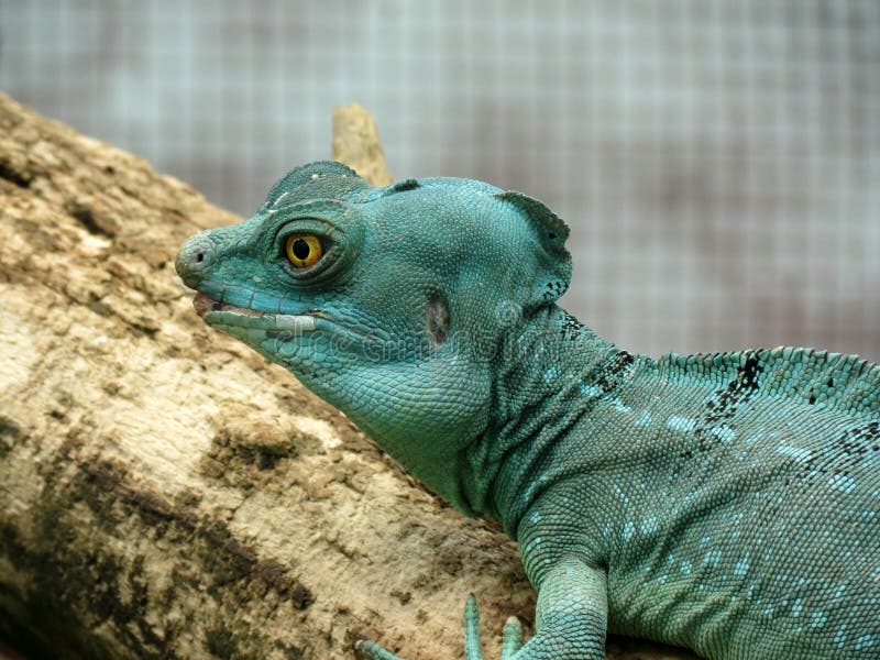 Iguane bleu photo stock. Image du bleu, iguane - 22199348
