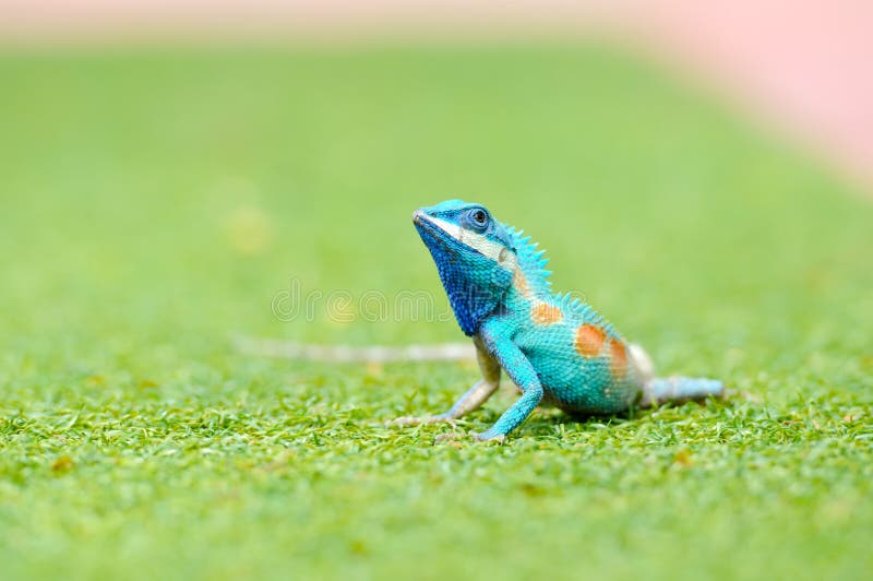 Iguane bleu photo stock. Image du faune, créature, espèces - 19800572