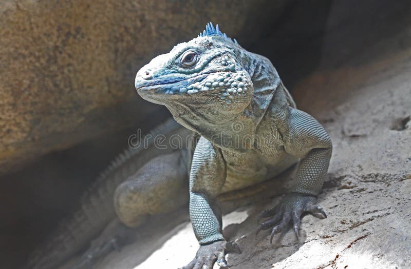 Iguane bleu Iles Cayman image stock. Image du reptile - 18716005