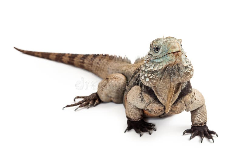 Iguane Bleu De Grand Cayman D'isolement Sur Le Blanc Photo stock ...
