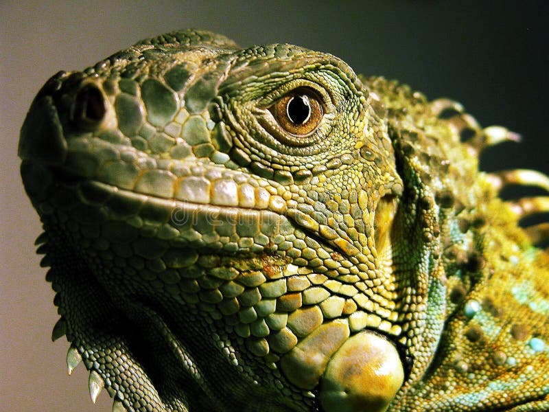 Iguane d'iguane photo stock. Image du amérique, monstres - 199886