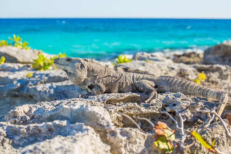 Iguane Dans La Faune Cancun, Mexique Photo stock - Image du tropical ...