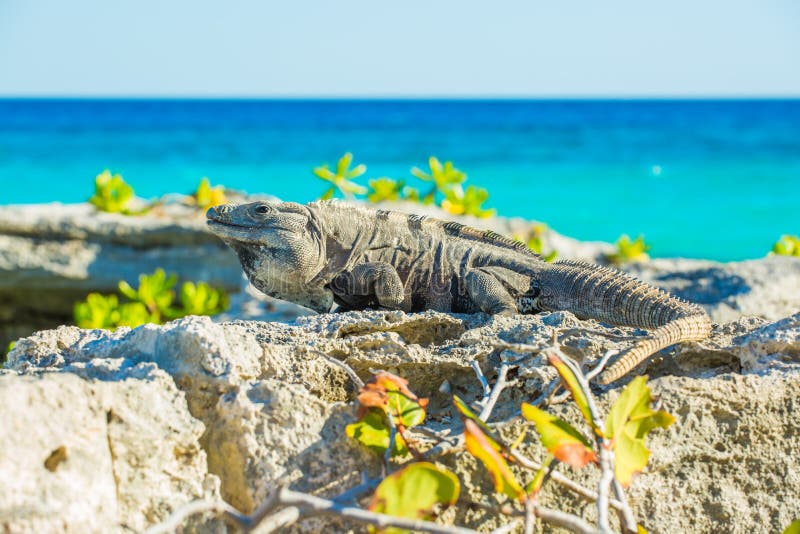 Iguane Dans La Faune Cancun, Mexique Photo stock - Image du tropical ...