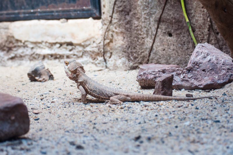 Iguane dans le zoo photo stock. Image du peau, oeil, fermer - 75630664