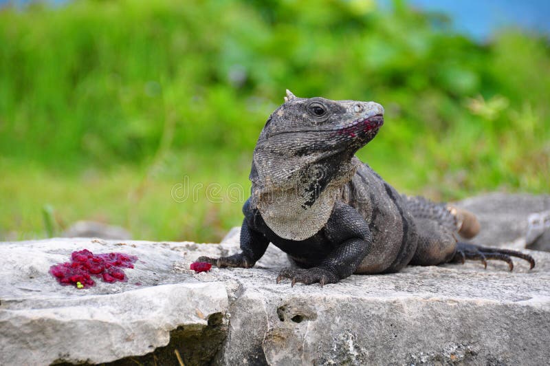 Iguane Bleu (lewisi De Cyclura) Photo stock - Image du espèces, bleu ...