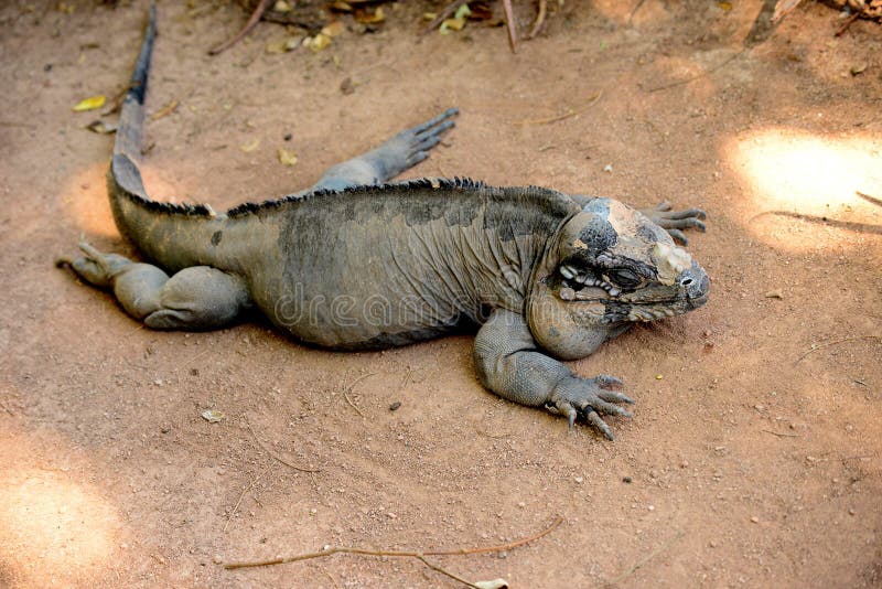 Iguane géant image stock. Image du faune, exotique, tropique - 9447611