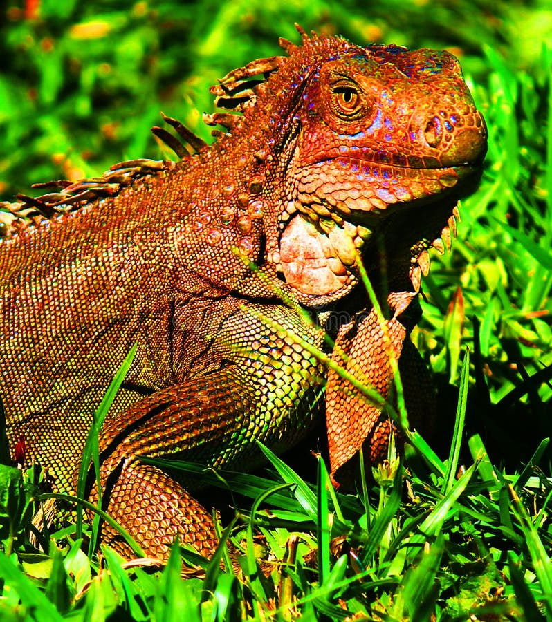 Iguane géant image stock. Image du exotique, lézard, animal - 9447611