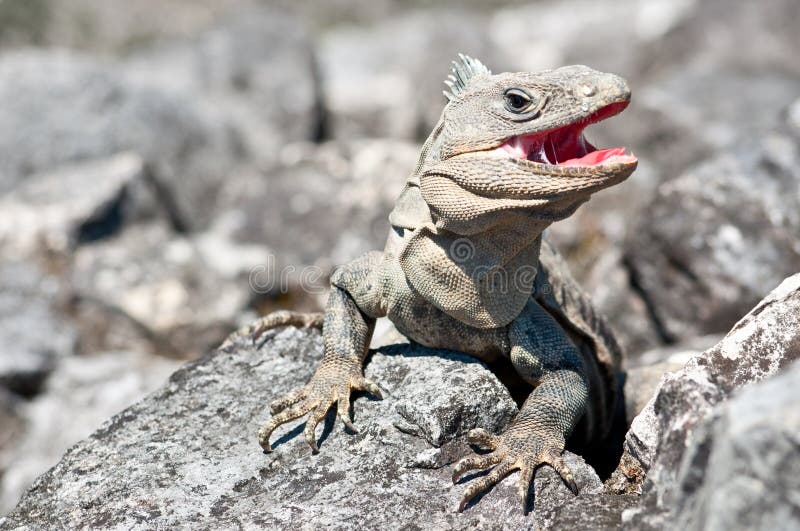 Iguane Avec La Bouche Ouverte Image stock - Image du détail, reptile ...