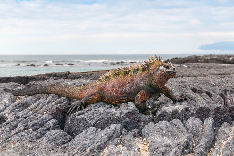 Alerte D'iguane Marin De Galapagos Sur La Plage Photo stock - Image du ...
