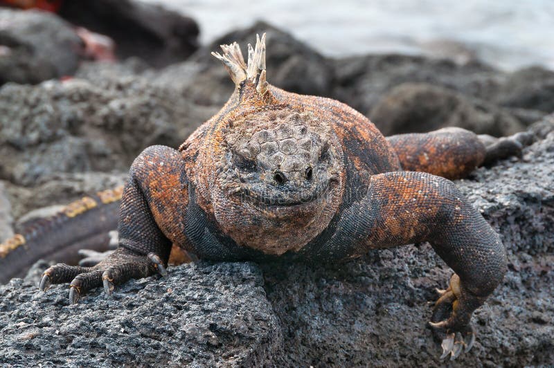 Alerte D'iguane Marin De Galapagos Sur La Plage Photo stock - Image du ...