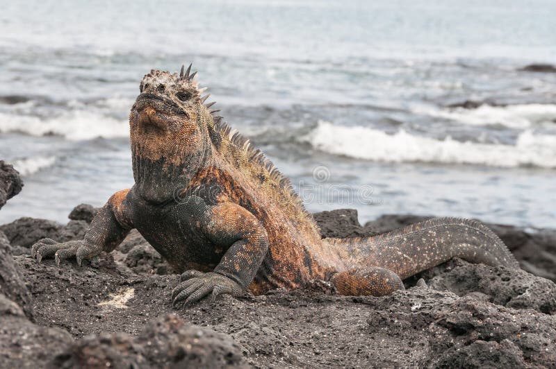 Iguanes De Marine Galapagos Se Reposant Sur Le Visage De Falaise Photo ...