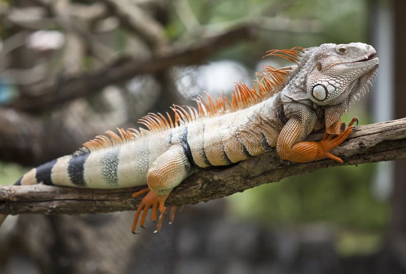 Iguane vert image stock. Image du amérique, herbivore - 14107815