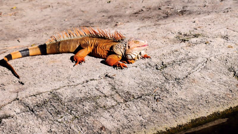 Iguane orange photo stock. Image du visage, domestiqué - 22618750