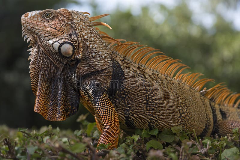 Iguane bleu photo stock. Image du faune, créature, espèces - 19800572