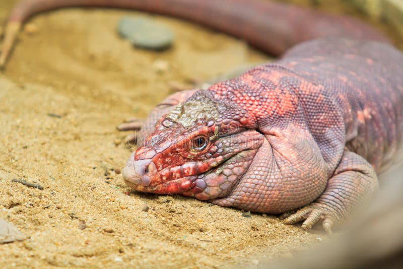 Iguane rouge photo stock. Image du iguane, animal, tête - 34083710
