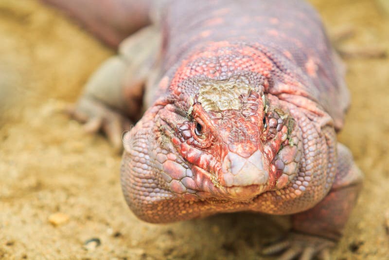 Iguane rouge photo stock. Image du iguane, animal, tête - 34083710