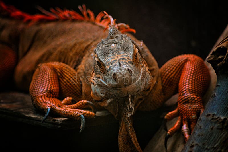 Iguane rouge photo stock. Image du reptile, iguane, cordon - 34083710