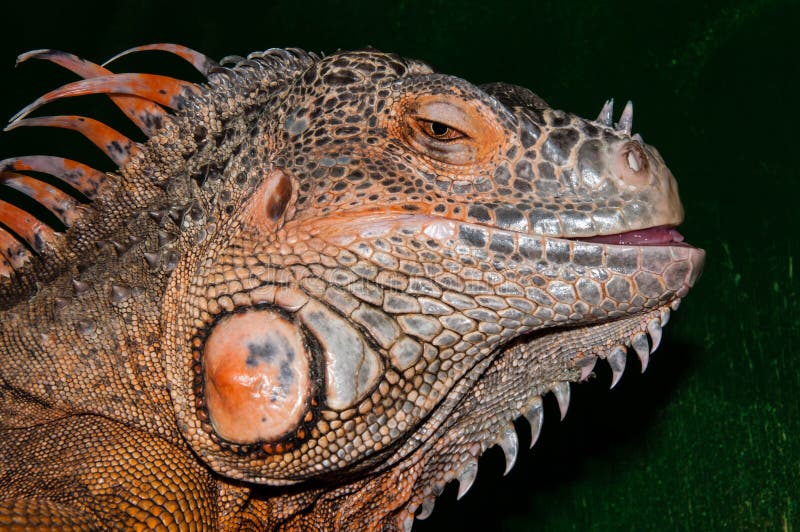 Iguane rouge photo stock. Image du roche, animal, rouge - 41502340
