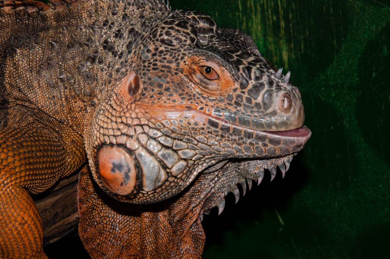 Iguane rouge photo stock. Image of vertébré, reptile - 41502342